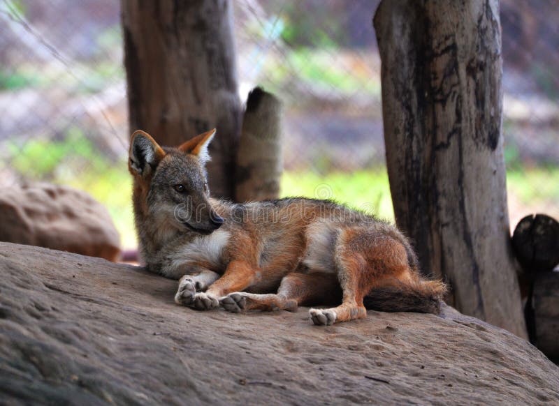 Lobo rojo imagen de archivo. Imagen de fauna, libertad - 61435515