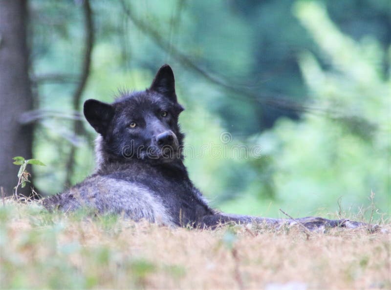 Lobo foto de archivo. Imagen de lobo, negro, fauna, lobos - 254186680