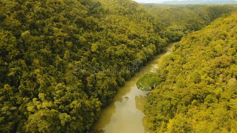 Philippinen-Regenwaldflora stockfoto. Bild von platz - 181937566