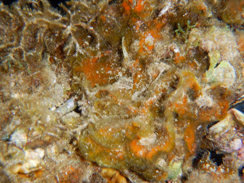 Lobophora Varigata, Seaweeds, Brown Algae Stock Image - Image of macro ...
