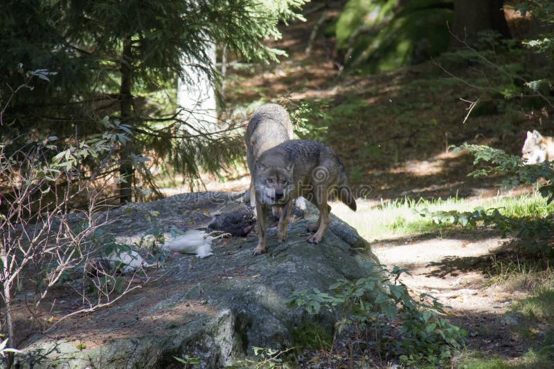 Lobo Con La Presa Fotos De Stock - Download 227 Fotos Libres de Derechos