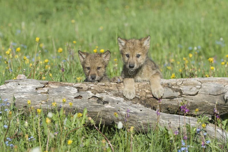 Lobos do bebê imagem de stock. Imagem de exterior, animal - 5533109