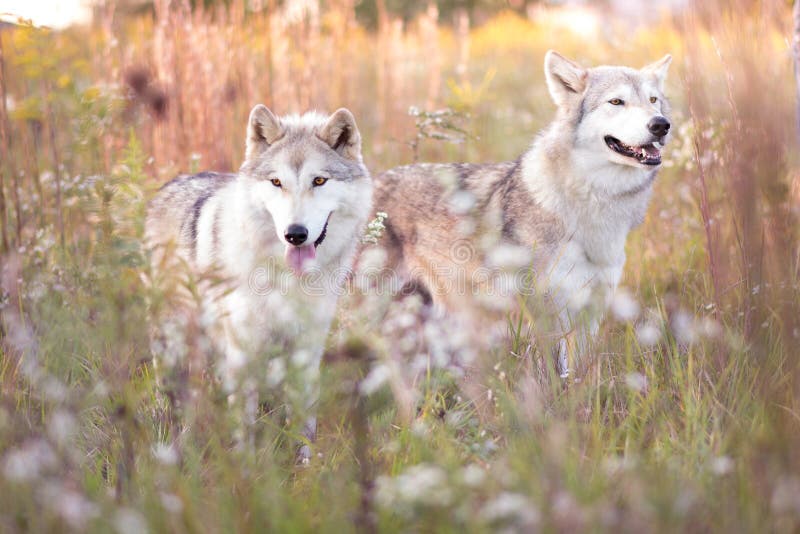 Lobos felices en prado foto de archivo. Imagen de calma - 105134906