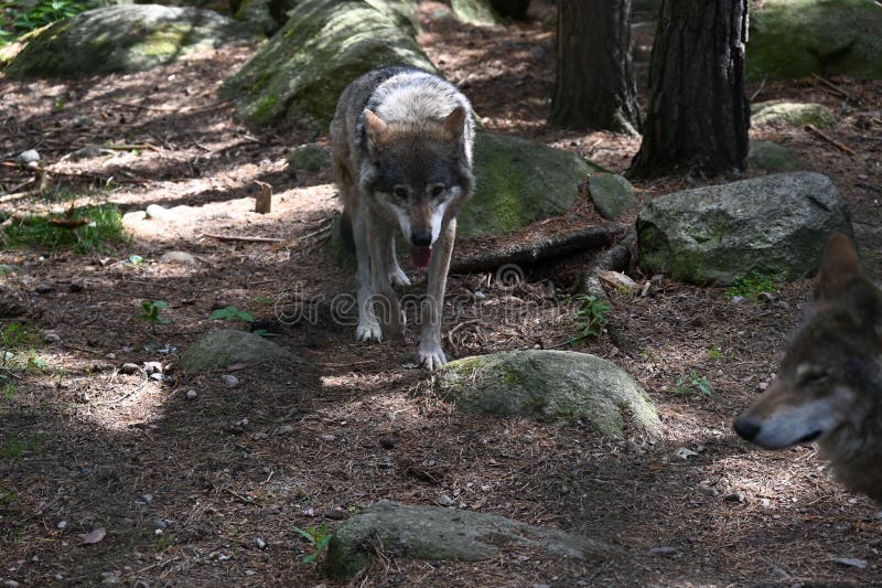 Lobos Grises Cazando Presas En Un Bosque Imagen de archivo - Imagen de ...