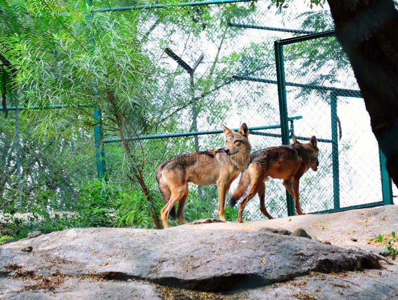 Lobos indios foto de archivo. Imagen de depredadores - 47392098