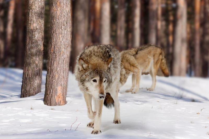 Lobos Na Floresta De Inverno Foto de Stock - Imagem de lobo, frio: 25297618