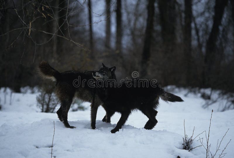 Dos Lobos Jugando En La Nieve Foto de archivo - Imagen de animal ...