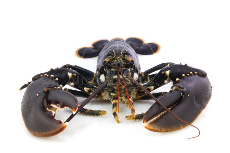 Unboiled Lobster Stock Photos - Free & Royalty-Free Stock Photos from ...