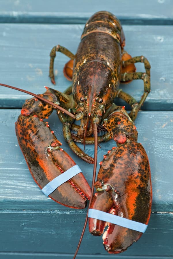 Banded red lobster stock photo. Image of fish, eating - 27561382