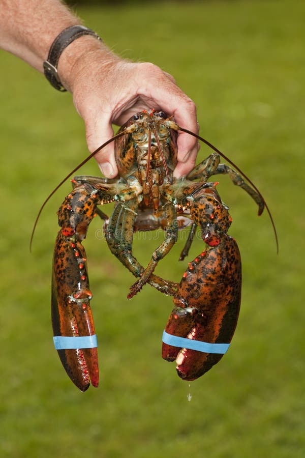 Lobster Side View Stock Photos - Download 152 Royalty Free Photos