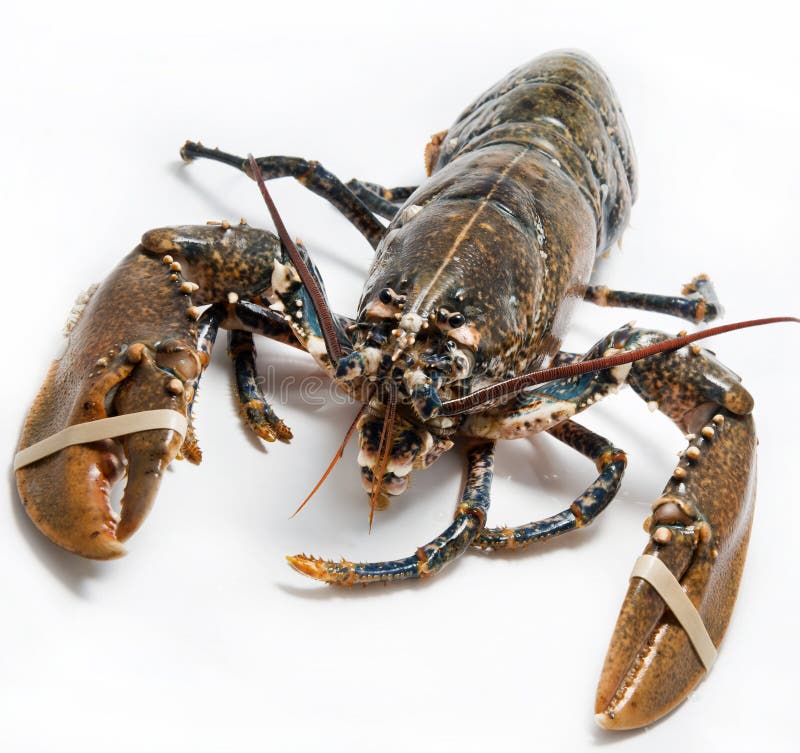 Lobster stock image. Image of hoofs, organic, gourmet - 28174583