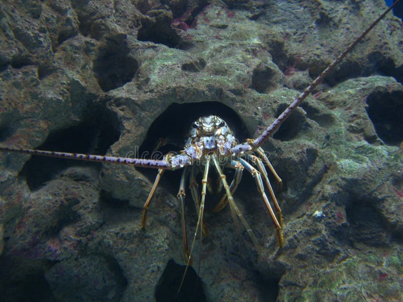 Crayfish Spiny Rock Lobster Stock Photo - Image of gourmet, seafood ...