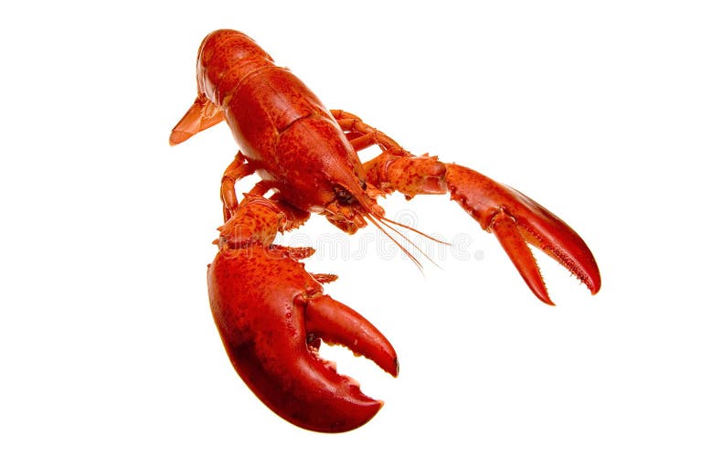 1,086 Single Lobster Stock Photos - Free & Royalty-Free Stock Photos ...