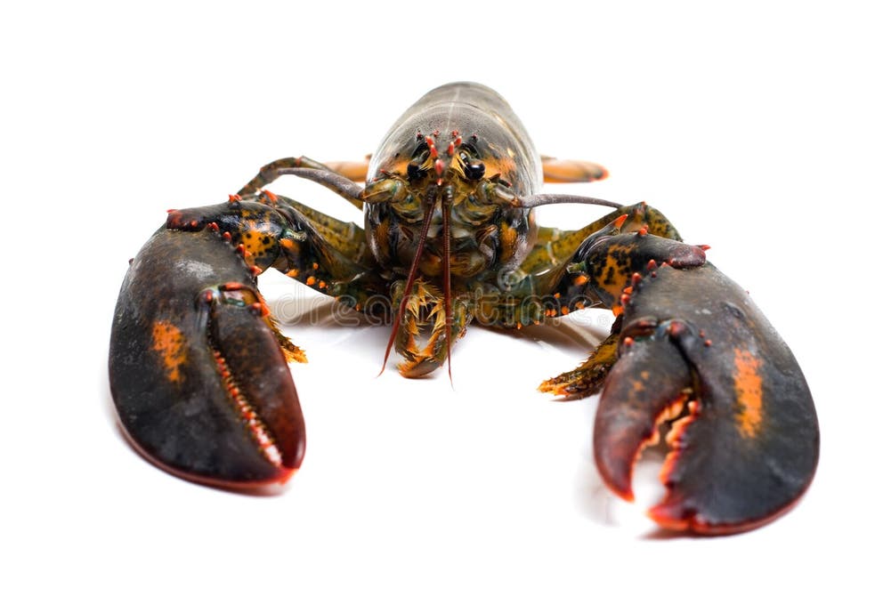 Lobster stock photo. Image of shellfish, alive, gourmet - 7202670