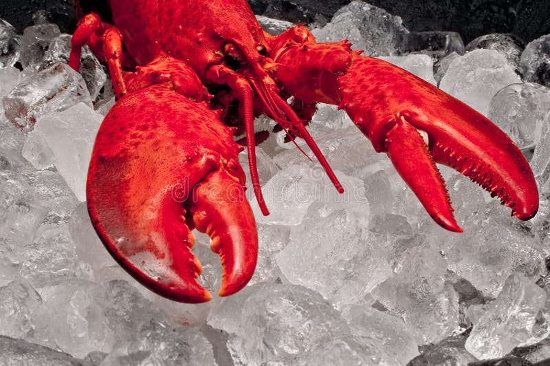 Lobster stock photo. Image of drop, steamed, studio, culinary - 7603386