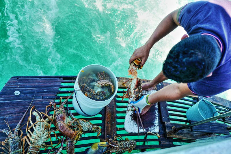 Lobster catching in Cuba editorial photo. Image of fishing - 88797491