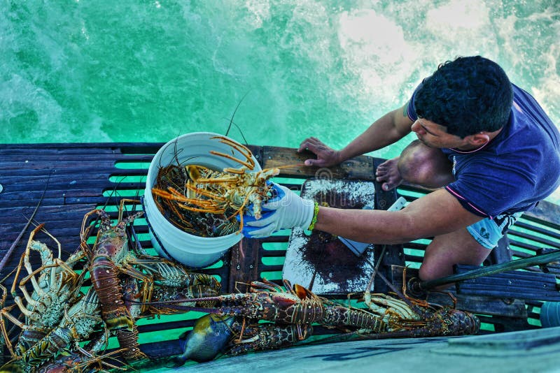 Lobster catching in Cuba editorial stock image. Image of beautiful ...