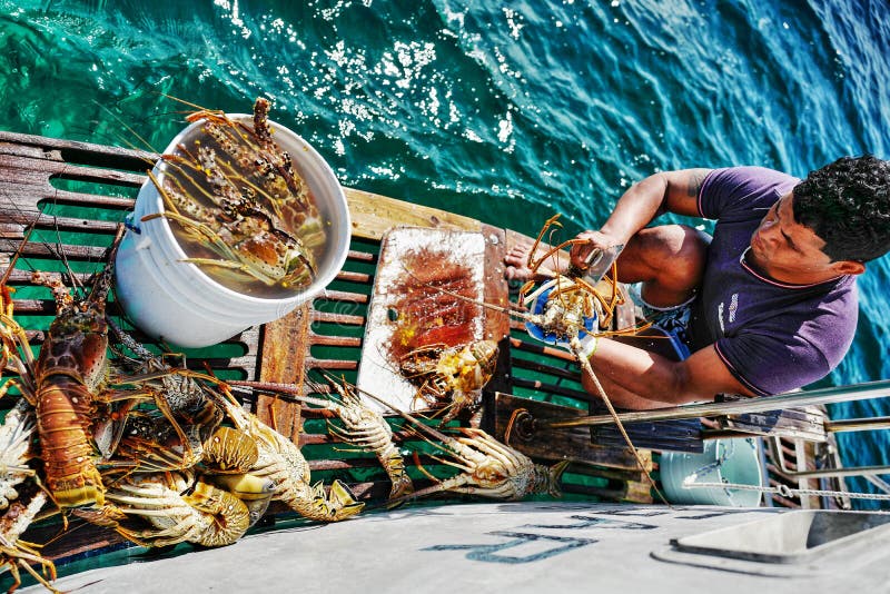Lobster catching in Cuba editorial image. Image of catch - 88798240