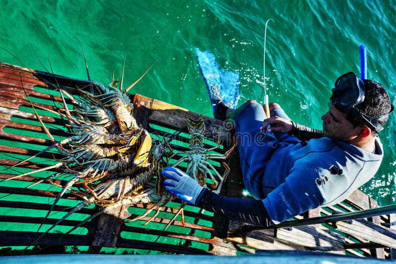 Lobster catching in Cuba editorial photography. Image of cuba - 88800947