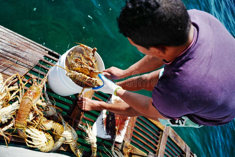 Lobster catching in Cuba editorial photo. Image of beautiful - 88802026