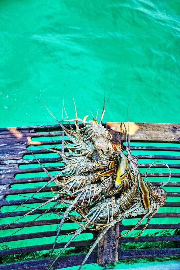 Lobster catching in Cuba stock photo. Image of expensive - 88803008