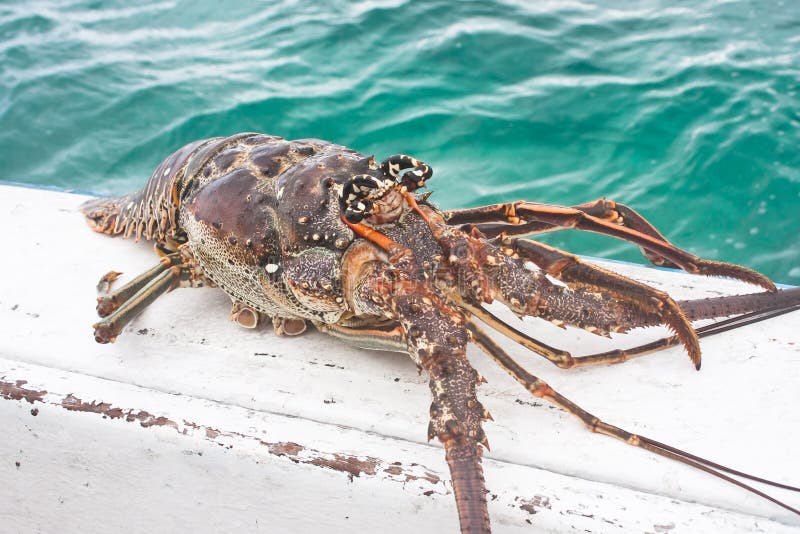 Lobster Caught Sea Cuba Stock Photos - Free & Royalty-Free Stock Photos ...