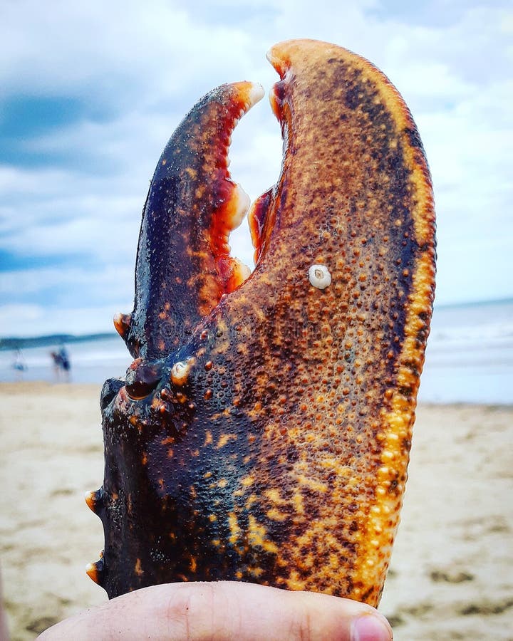 441 Giant Lobster Claw Photos - Free & Royalty-Free Stock Photos from ...