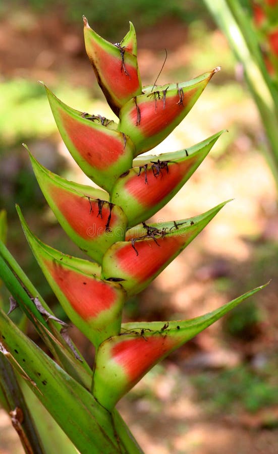 Lobster claw flower stock photo. Image of green, flower - 30368338