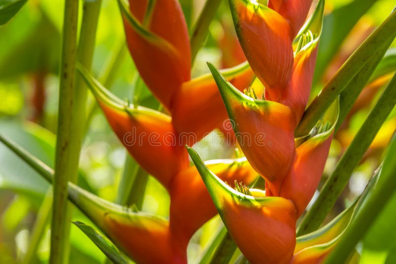 Lobster-claw Flowers Closeup Stock Image - Image of backlighting ...