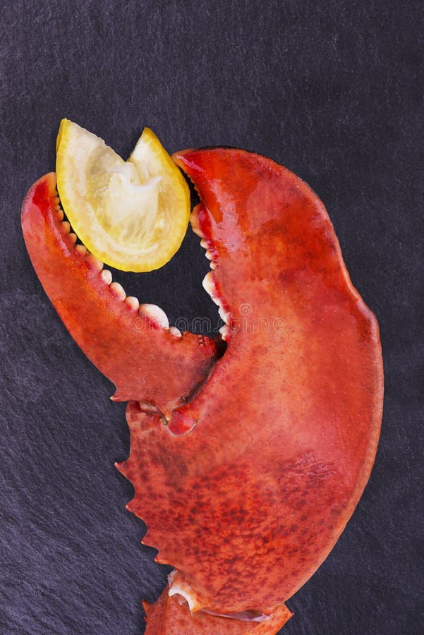 Lobster claw stock photo. Image of grey, crustacean, dinner - 45401560