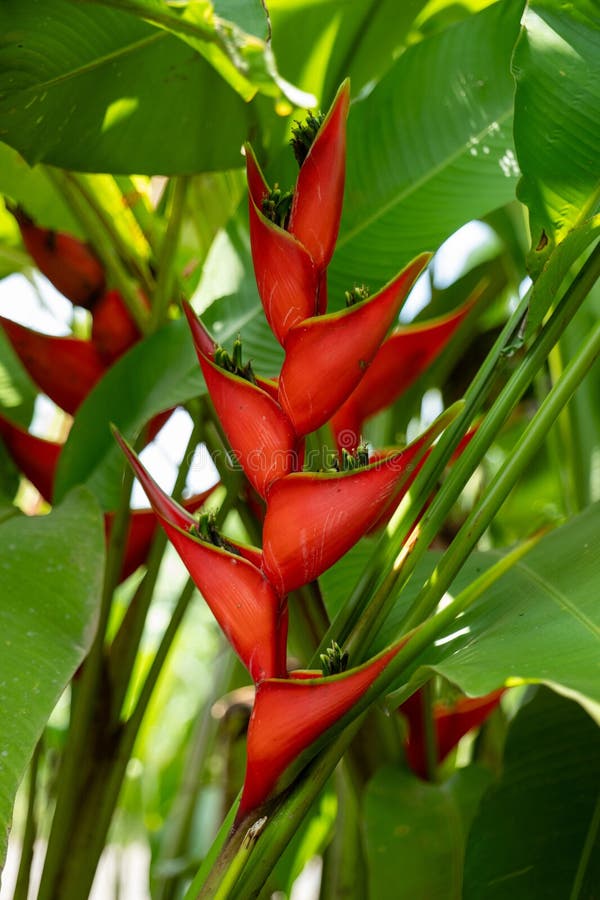Lobster Claw Plant in Costa Rica Stock Image - Image of blossom ...