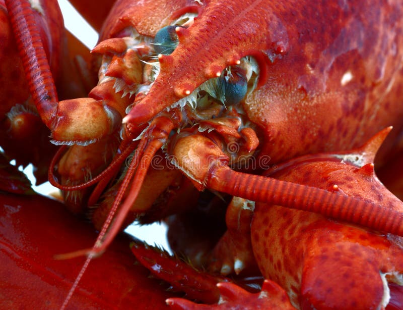 Lobster close up stock photo. Image of intriguing, lobster - 10598464