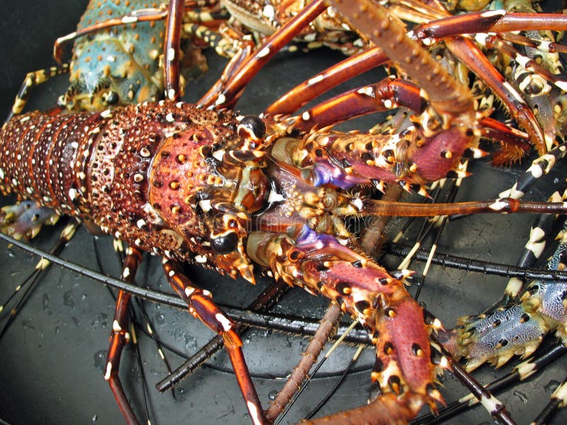 Lobster stock photo. Image of pets, lobster, underwater - 43446080