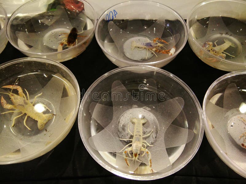 Lobster,Crayfish Farming in Many Glass Bowl Stock Photo - Image of ...