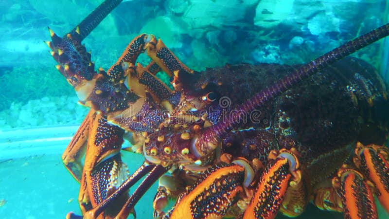 Lobster underwater stock footage. Video of ocean, animal - 60026420