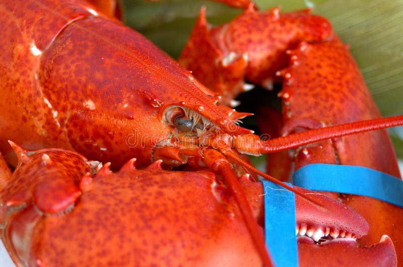 Lobster dinner stock photo. Image of fresh, lobster, seafood - 275204