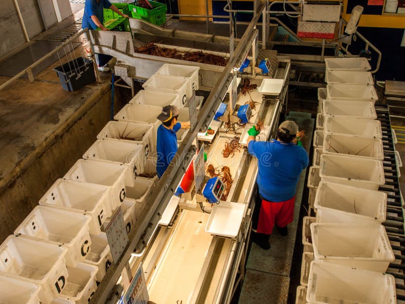 Lobster factory Australia editorial image. Image of clothing - 75698770
