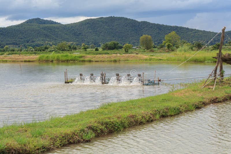 Lobster farm stock photo. Image of farm, food, growth - 103057090