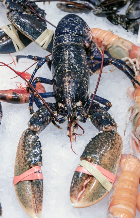 Crayfish Giant Lobster Seafood Stock Photo - Image of claws, freshwater ... Crayfish Giant Lobster Seafood Stock Photo - Image of claws, freshwater ...