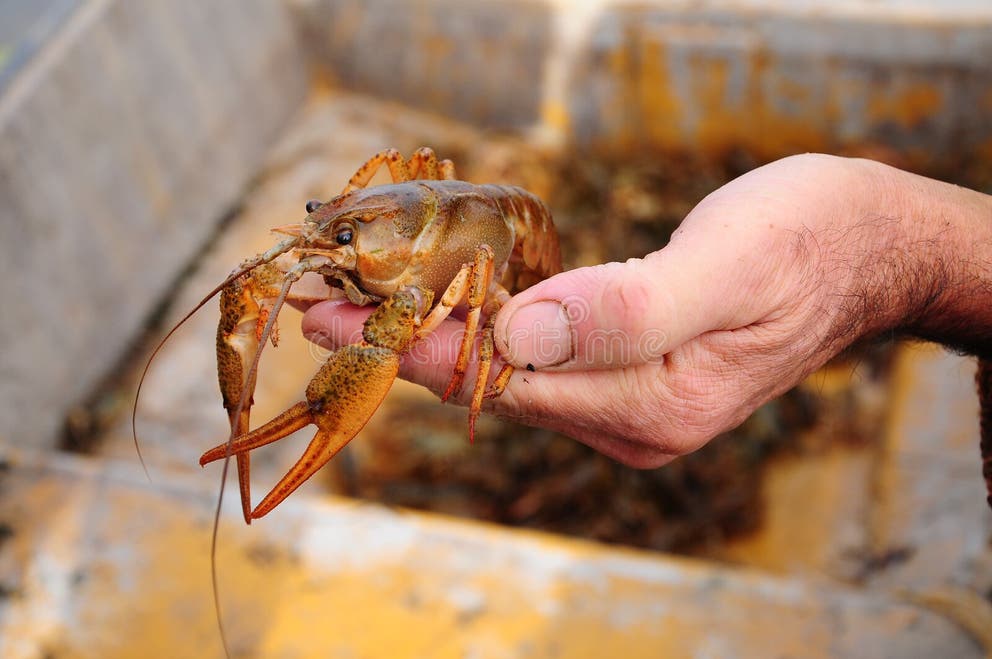 Lobster on hand stock photo. Image of hand, claw, male - 18719954