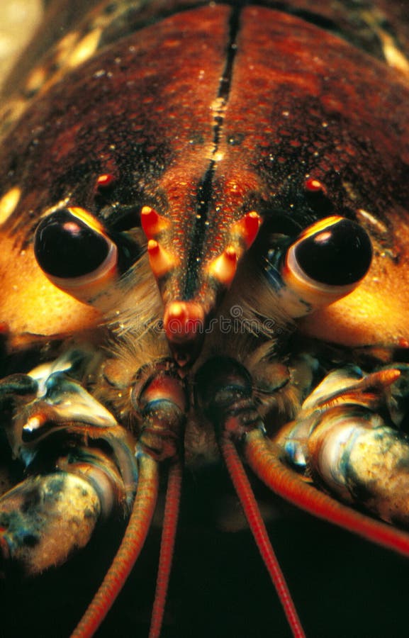 Lobster, Homarus Gammarus, Close Up of Head Stock Image - Image of ...
