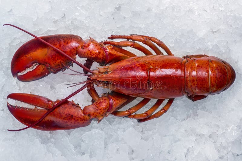 Steamed Lobsters - in a Row with Claws Crisscrossed. Stock Photo ...