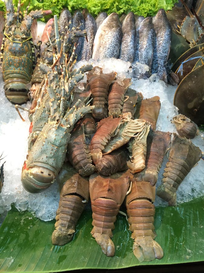 Mantis Lobster Defending Nest Stock Photo - Image of nutrition, animal ...