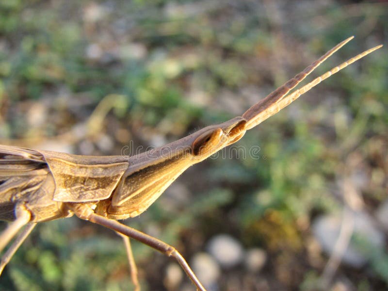 Lobster portrait stock image. Image of wing, insect - 269286533