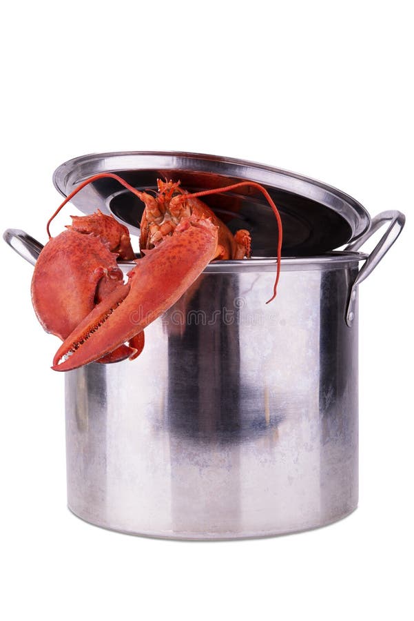 Lobster in pot stock image. Image of luxury, shot, background - 42600937