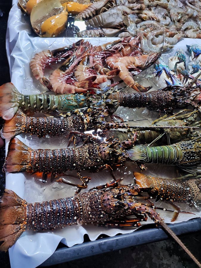 Lobster for Sale in Fish Market Stock Photo - Image of market, sale ...