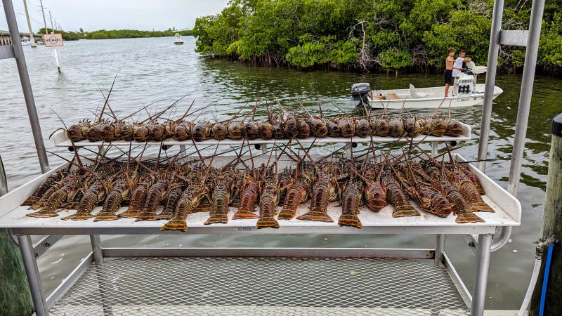 Lobster Season Haul stock image. Image of florida, catch - 337862501