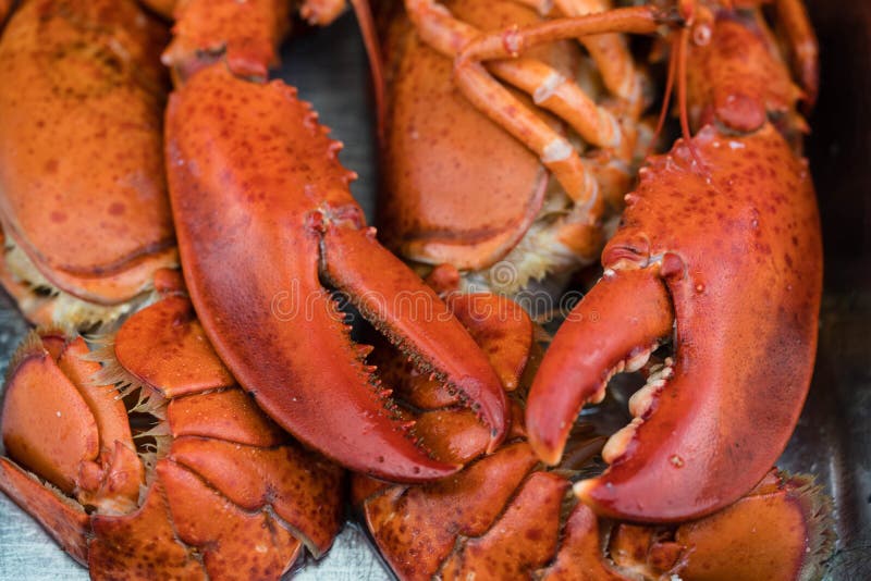 Fresh red lobster stock photo. Image of lettuce, risotto - 233236834