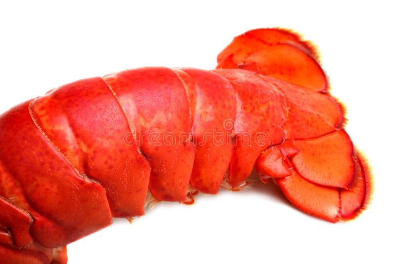 Lobster Tail - Backlit stock photo. Image of tail, gourmet - 2949560