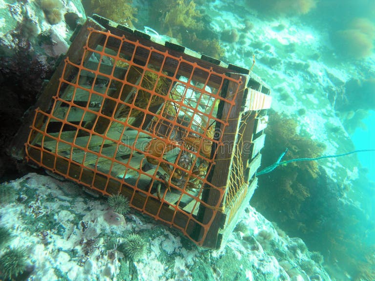 Lobster in trap stock image. Image of fish, trap, ocean - 2011979